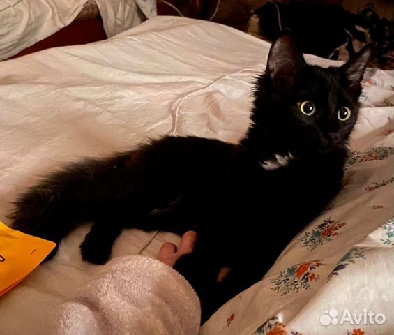 Кошка Ночка ищет дом