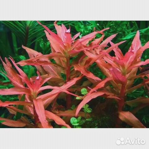 Аммания изящная (Ammannia gracilis)