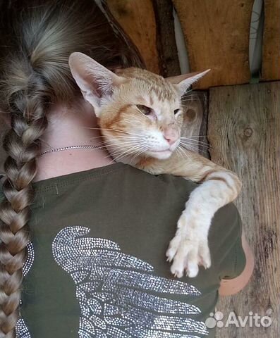 Кот ориентал