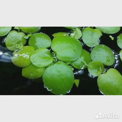 Лимнобиум побегоносный (Limnobium laevigatum)