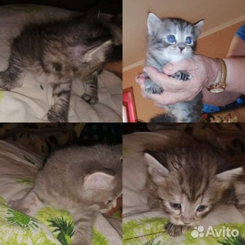 Котята в добрые руки