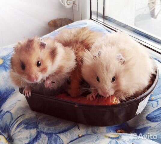 Сирийские хомячки