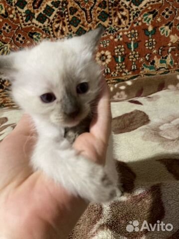 Продам котят в добрые и заботливые руки