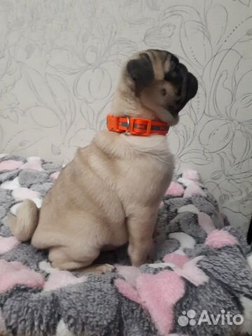 Мопс