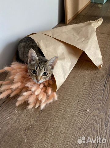 Милая маленькая Мурлыся ищет дом