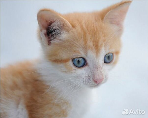 Бело-кремовый Рыжик - мальчик 2 мес. в дар