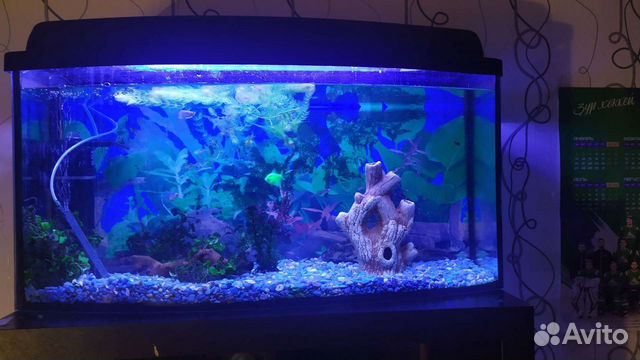 Аквариум с рыбами
