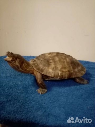 Черепаха чучело