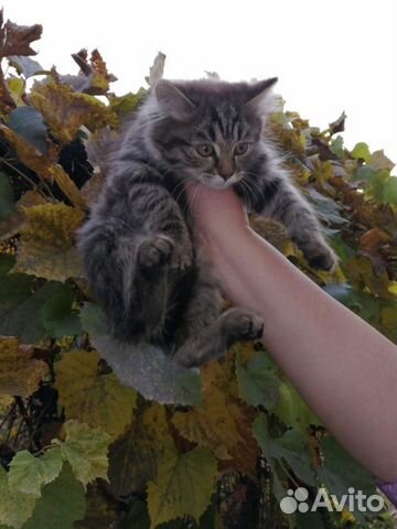 Котята 5 штук возраст около 2 мес