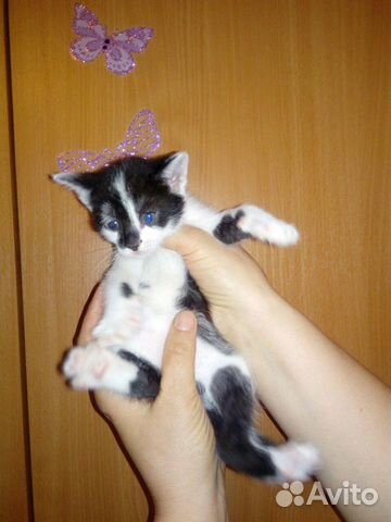 Отдам 4 котят - 1 месяц