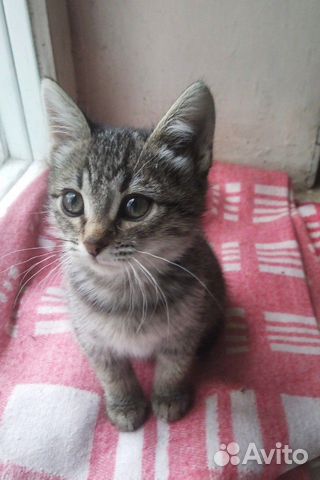 Котенок Буся