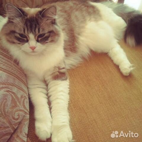 Кошка Регдолл, Ragdoll ищем котика для вязки