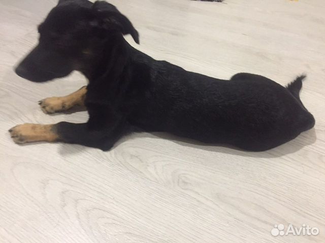 Отдам собаку