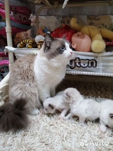 Наши милашки рэгдолл