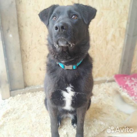 Собака одного хозяина, преданный друг