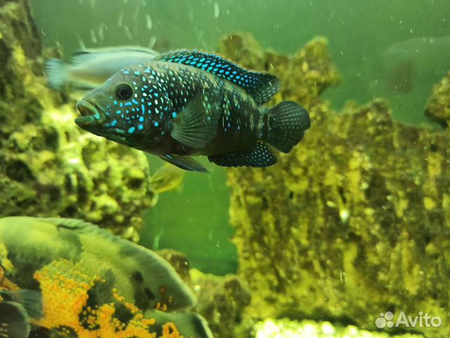 Цихлиды обмен/продажа взрослые