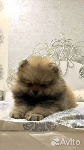 Шпиц медвежонок