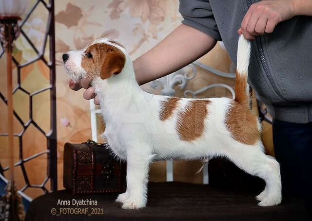 Славный мальчик дрт РКФ