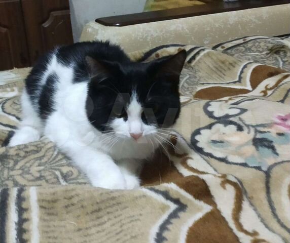 Поиск дома котяткам