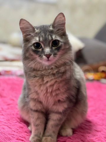 Кошечка Соня