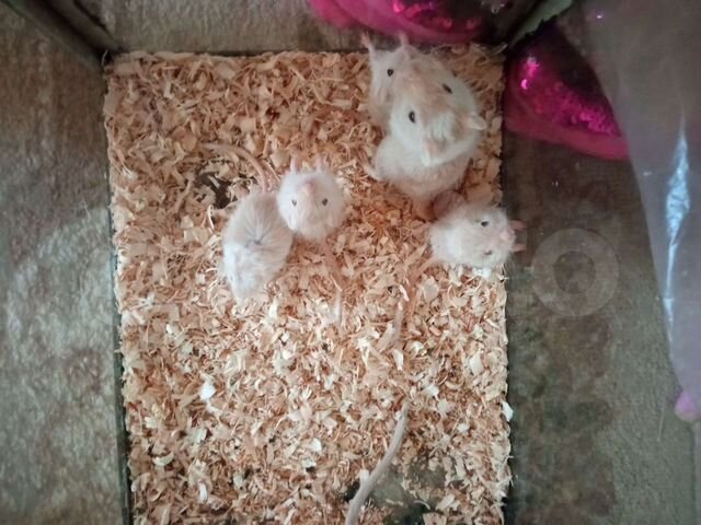 Песчанка