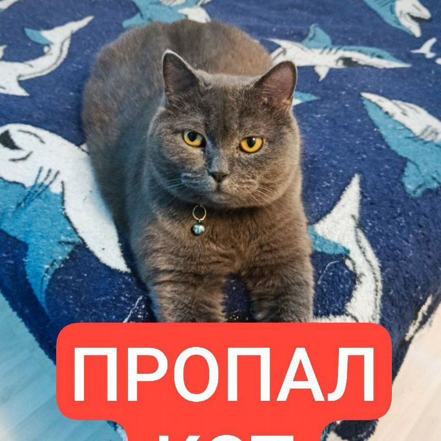 Взрослый кот в добрые руки