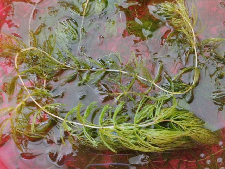 Аквариумные растения бесплатно