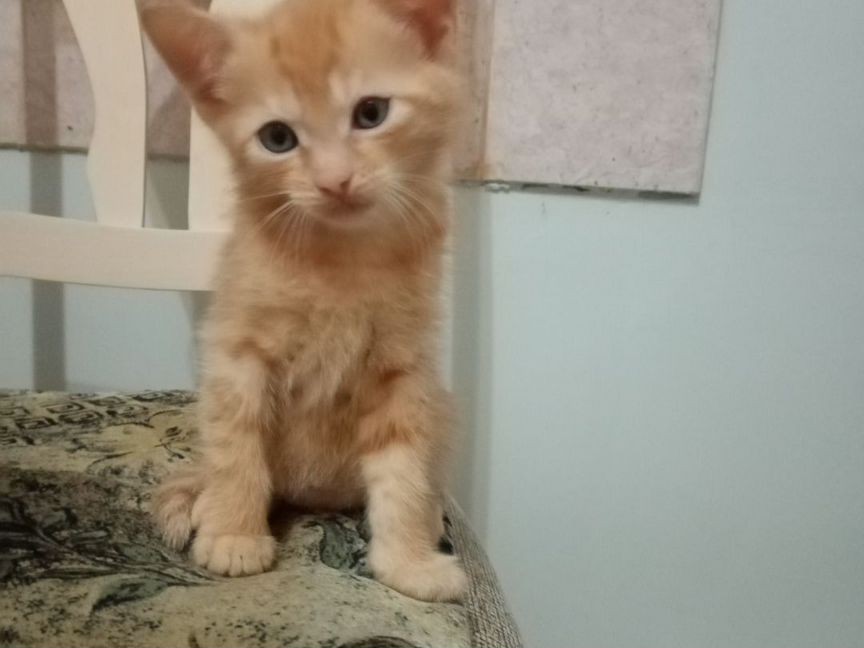 Кошки в добрые руки бесплатно