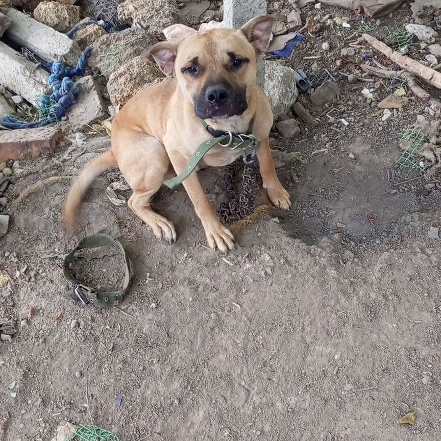 Американский бультерьер