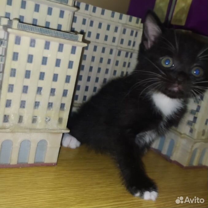 Кот,котёнок,пор.мэнкс,11 июля,1 месяц