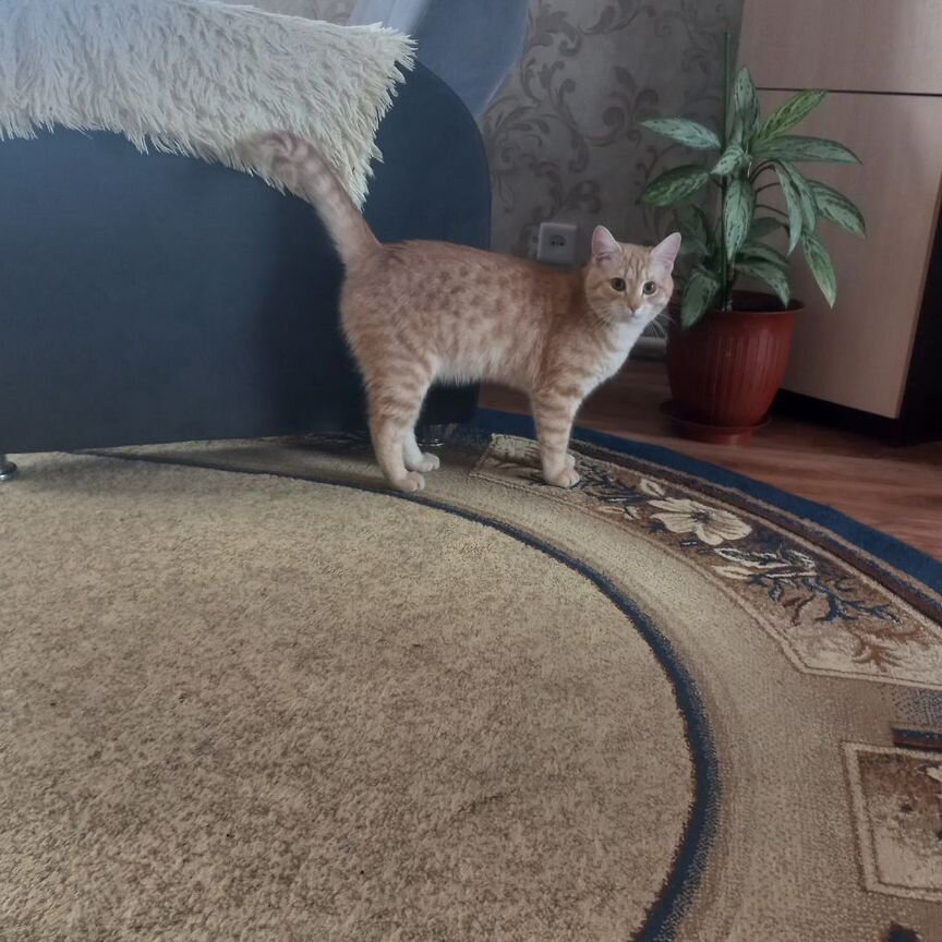 Взрослый кот в добрые руки