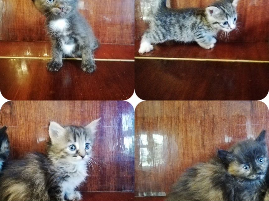 Котята в добрые руки