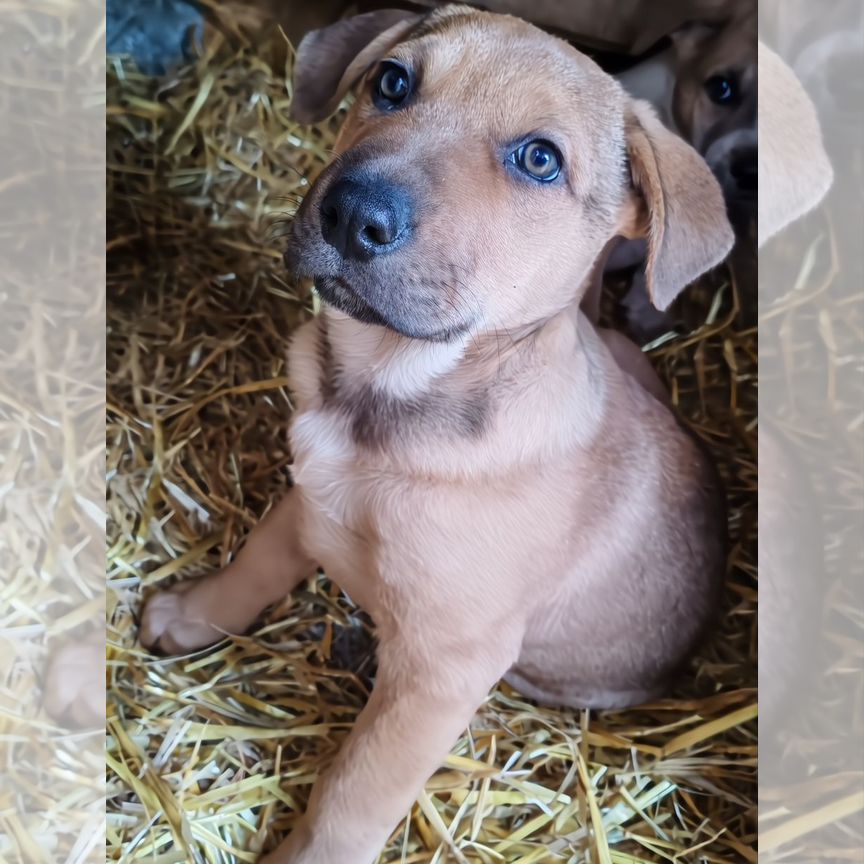 Щенок в добрые руки