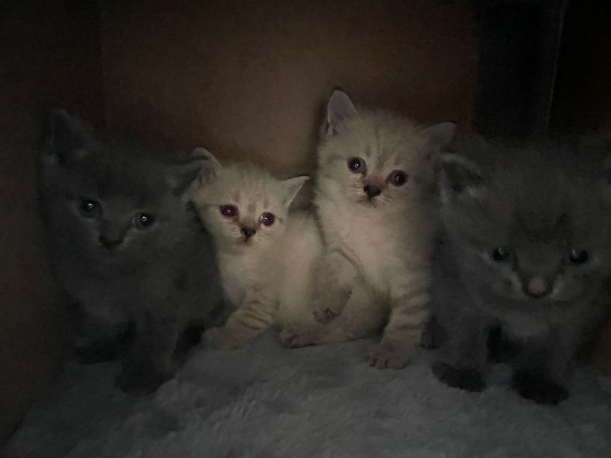 Британские котята