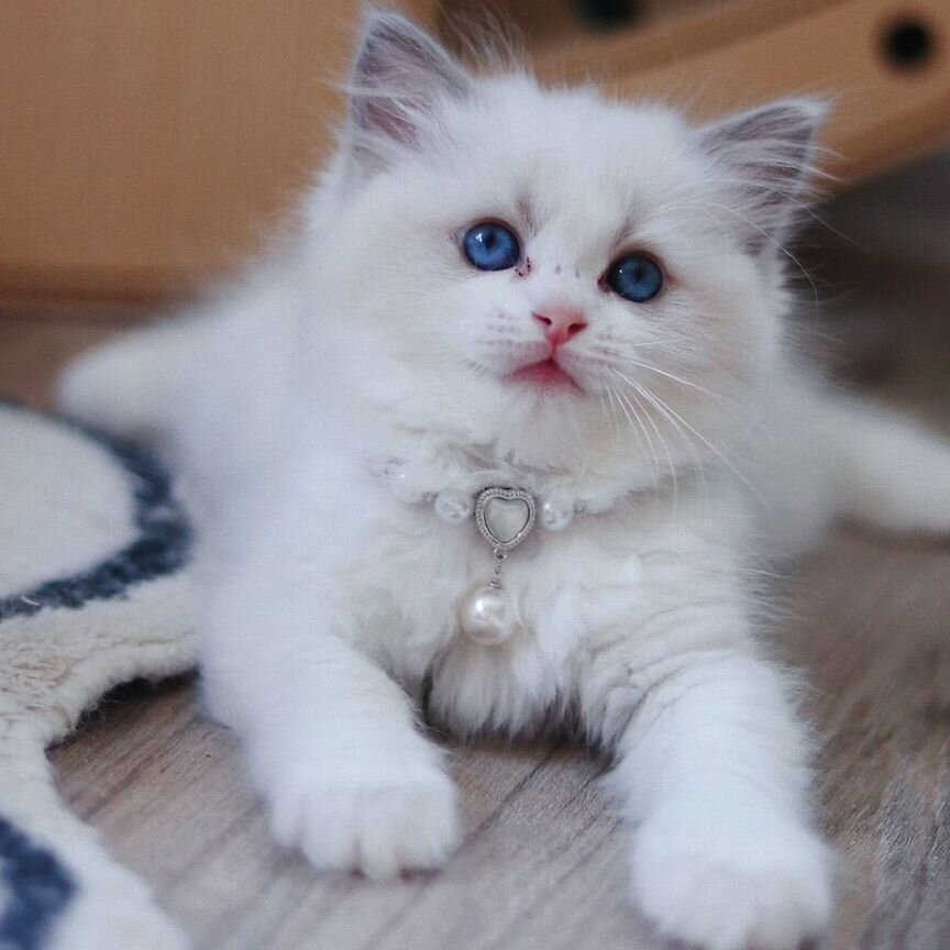 Рэгдолл девочка и Мальчик