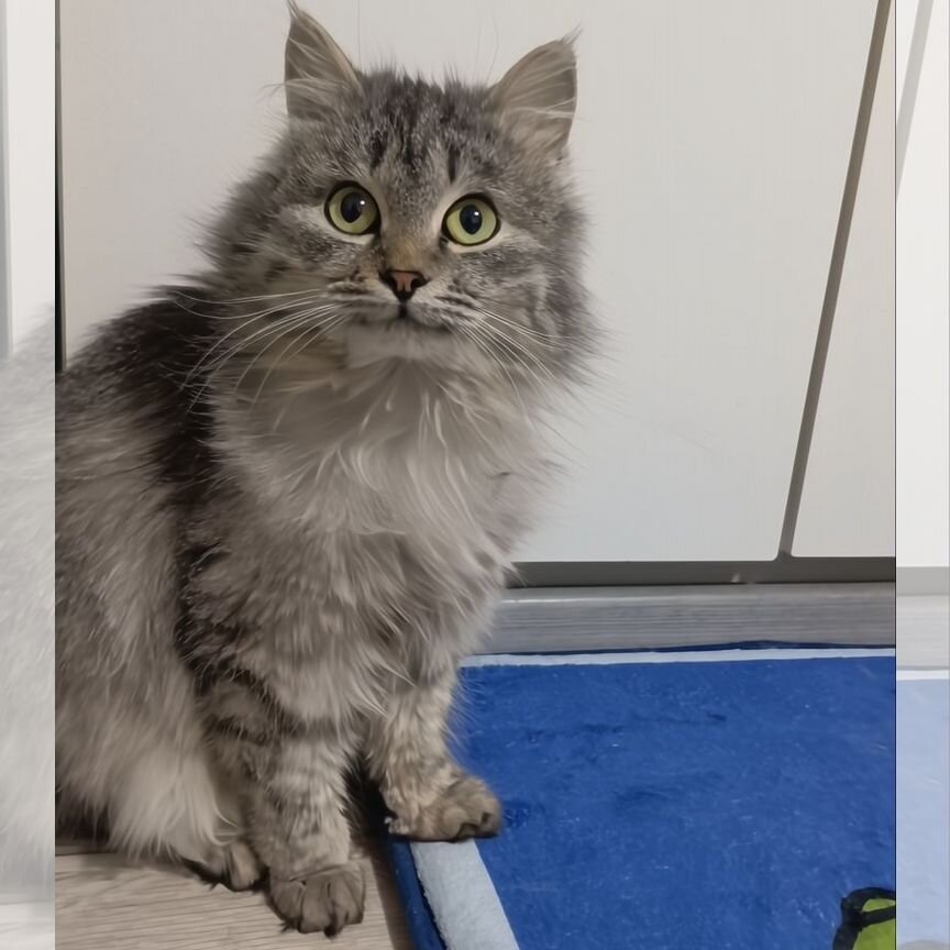 Сибирский котёнок