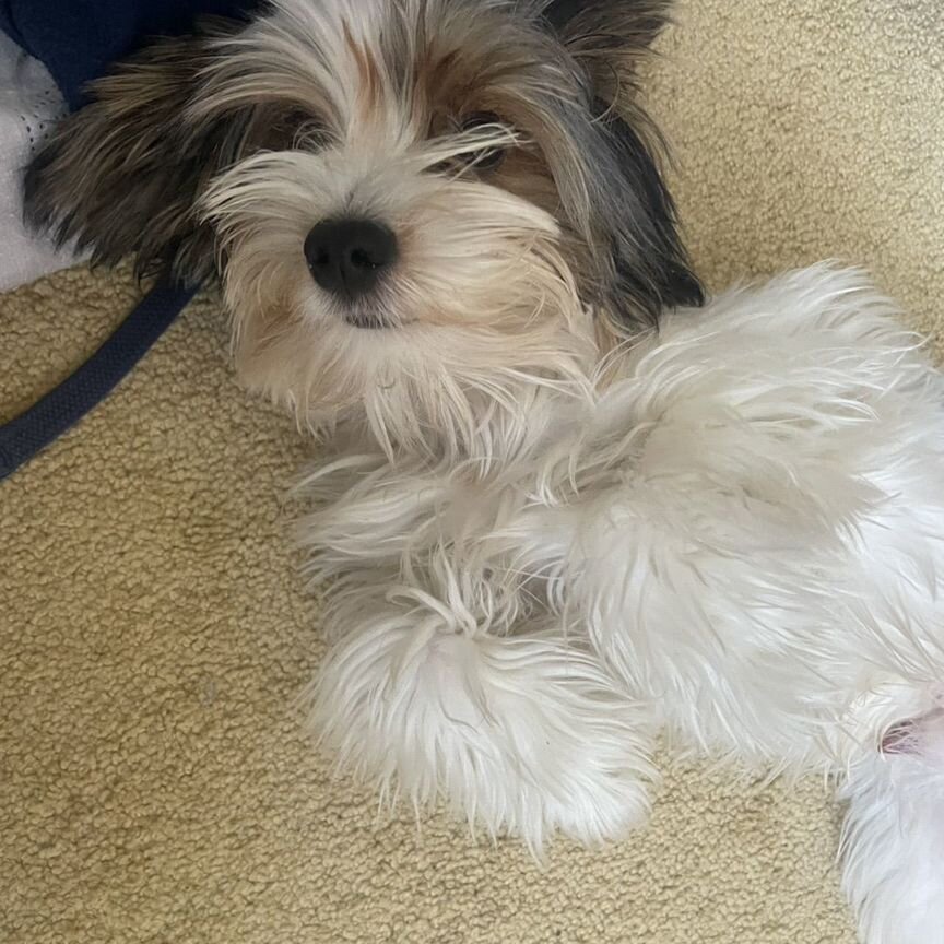 Бивер терьер