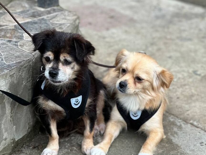 Две милые собачки в одни руки