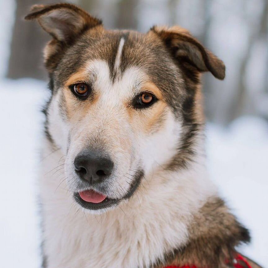Взрослый пёс в добрые руки