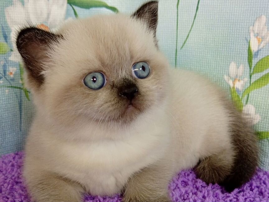 Шотландские котята