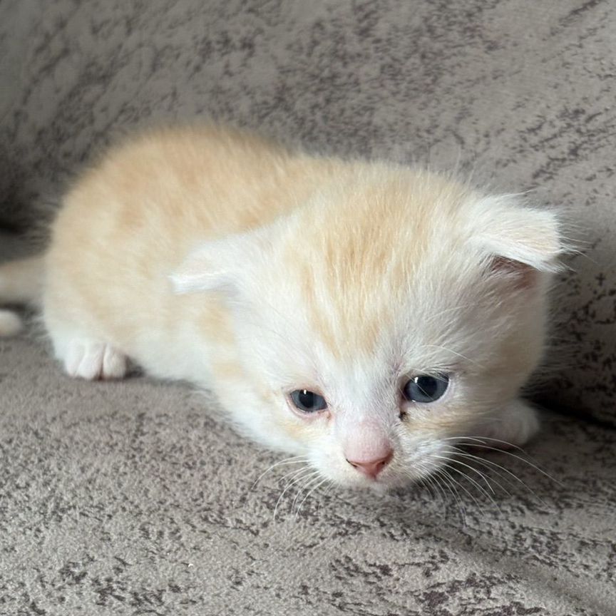 Шотландский вислоухий короткошёрстный котёнок