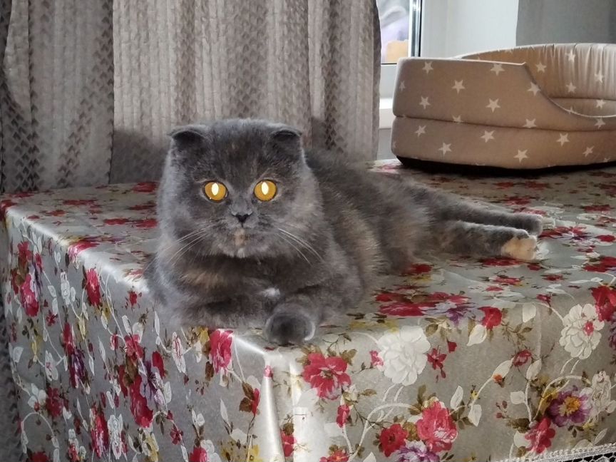 Кошечка ищет жениха