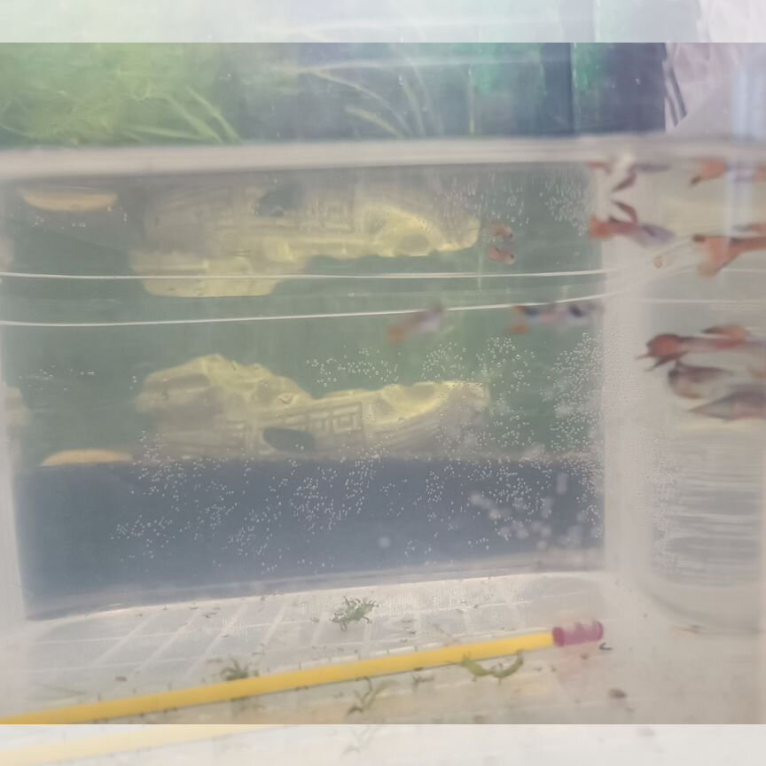 Гуппи самцы