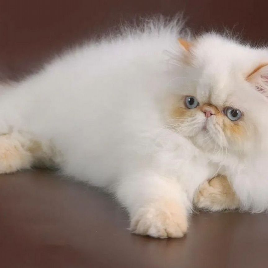 Персидский мальчик редпойнт