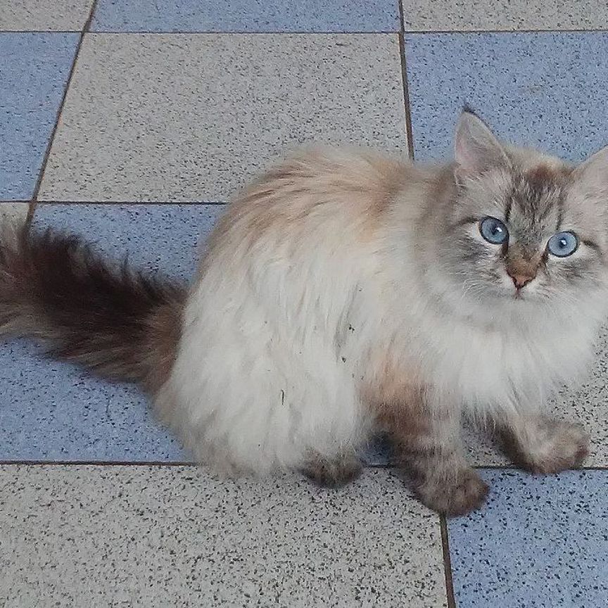 Кошка невской маскарадной породы кошек