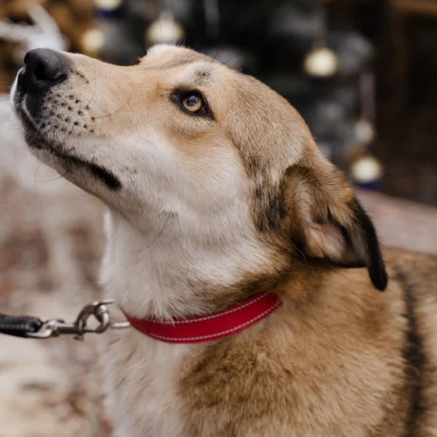 Взрослый пёс в добрые руки