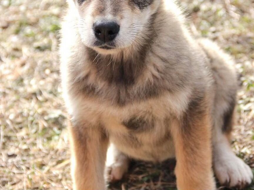 Лайка в добрые руки