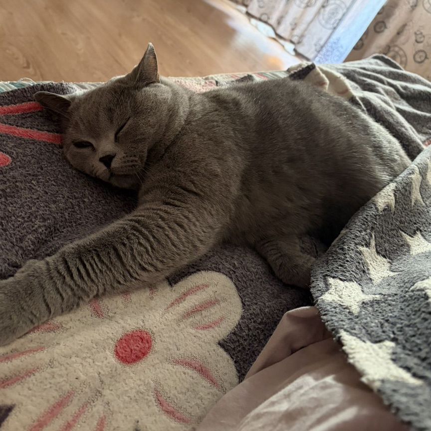 Британский короткошёрстный котёнок
