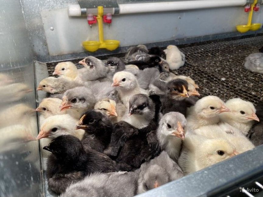 Разные порода птиц