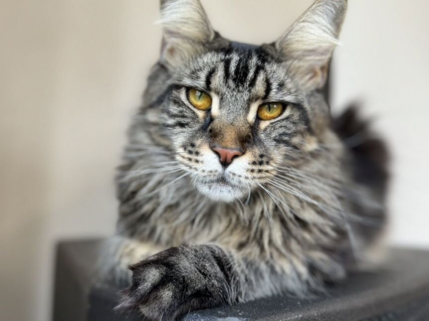 Мейн-кун кошечка